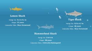 Free Animated Shark Google Slides and PowerPoint Template