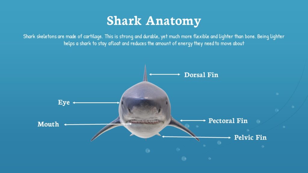 Free Animated Shark Google Slides and PowerPoint Template