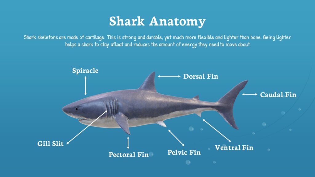 Free Animated Shark Google Slides and PowerPoint Template