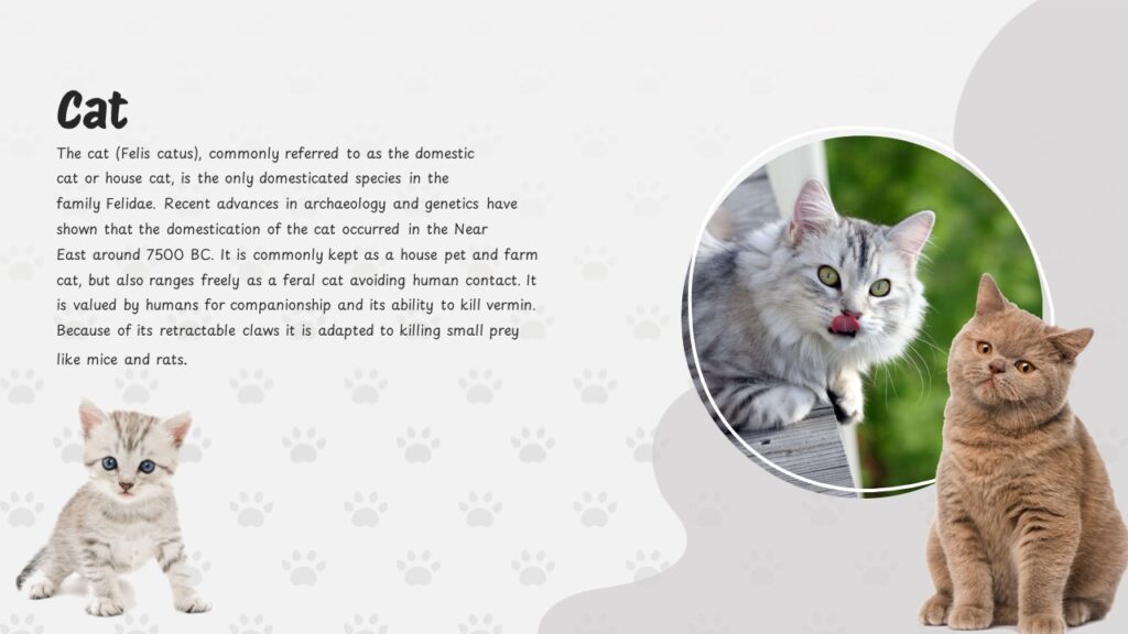 Free Cat PowerPoint Template & Google Slides Themes