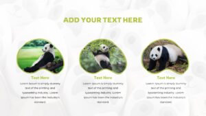 Free Panda Diplomacy Google Slides & PowerPoint Template