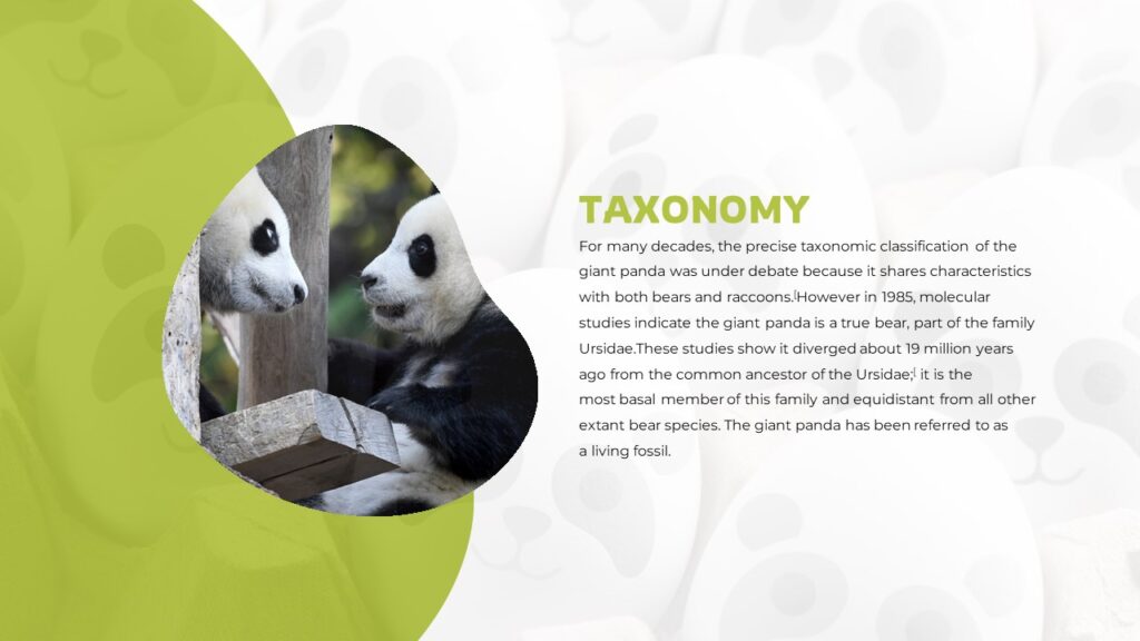 Free Panda Diplomacy Google Slides & PowerPoint Template