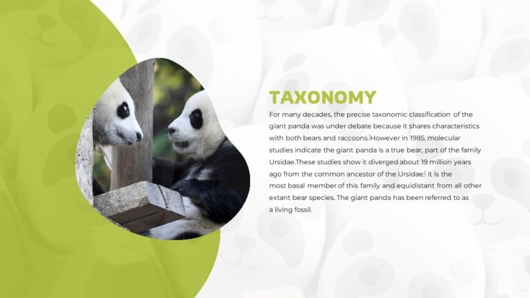 Free Panda Diplomacy Google Slides & PowerPoint Template